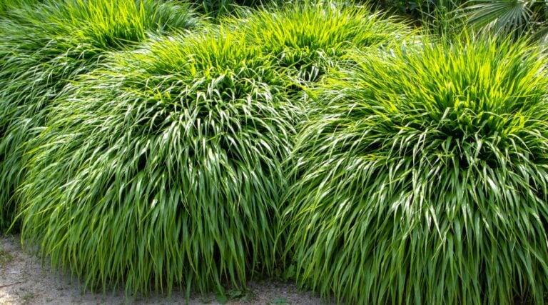 11 Best Ornamental Grasses For Shade