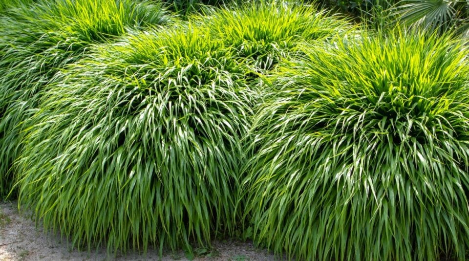 11 Best Ornamental Grasses for Shade