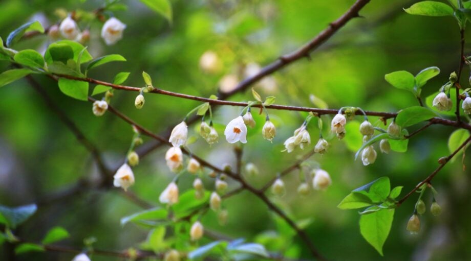 21 North American Native Flowering Trees