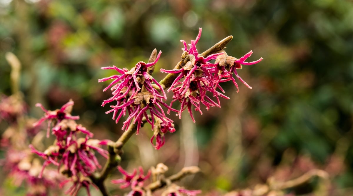 11 Witch Hazel Varieties for Your Landscape
