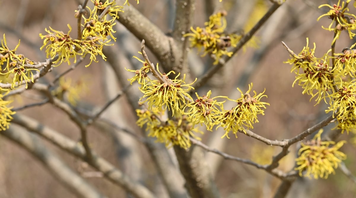 11 Witch Hazel Varieties for Your Landscape