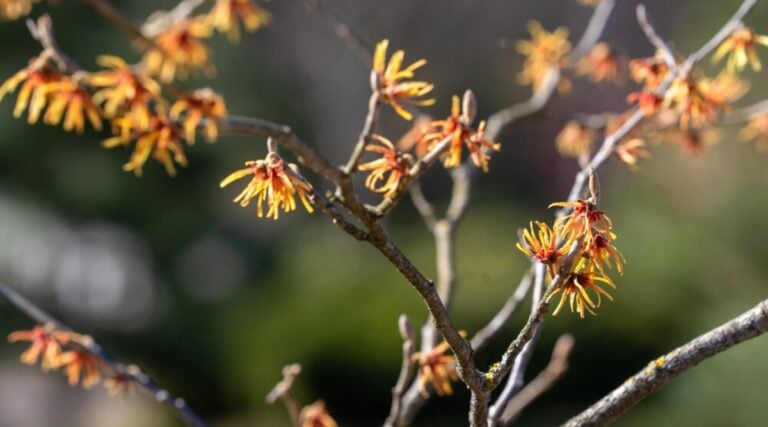 11 Witch Hazel Varieties for Your Landscape