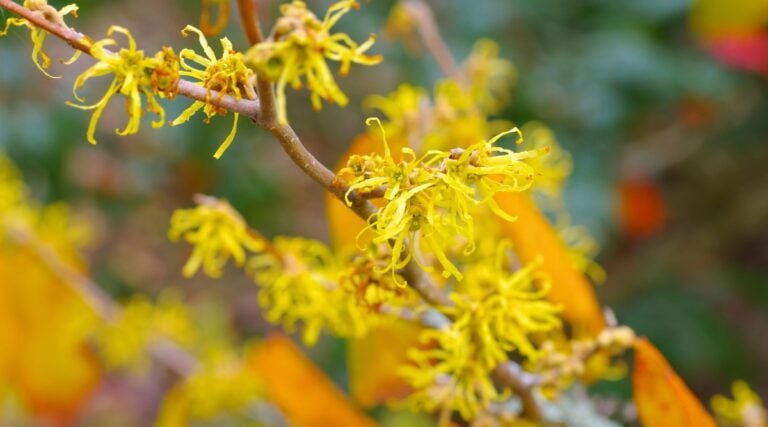 11 Witch Hazel Varieties for Your Landscape