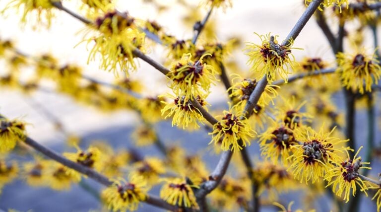 11 Witch Hazel Varieties for Your Landscape