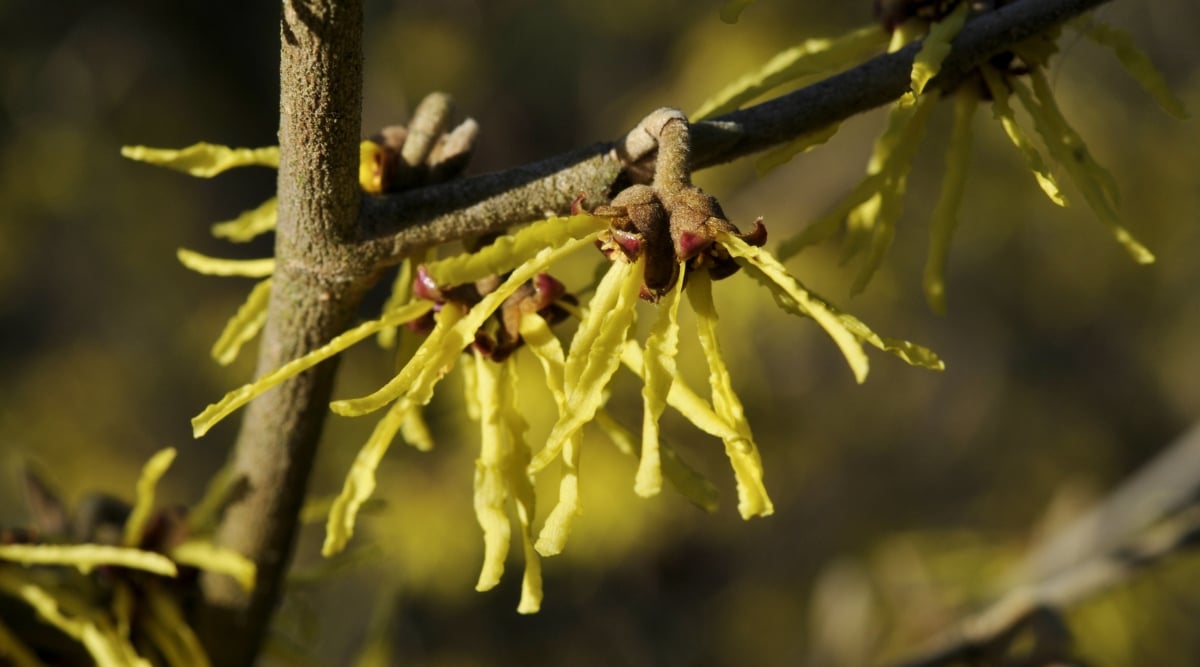 11 Witch Hazel Varieties for Your Landscape