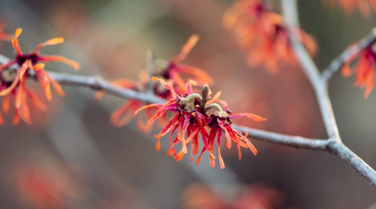 11 Witch Hazel Varieties for Your Landscape