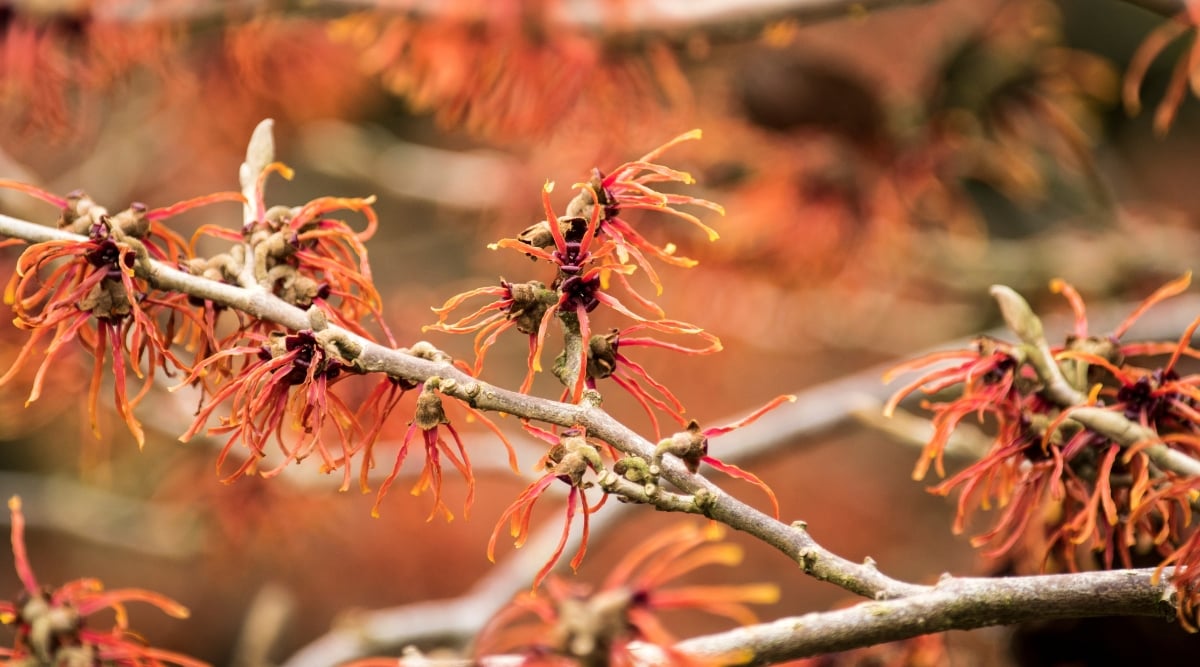 11 Witch Hazel Varieties for Your Landscape