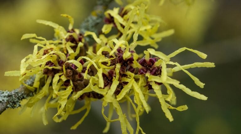 11 Witch Hazel Varieties for Your Landscape