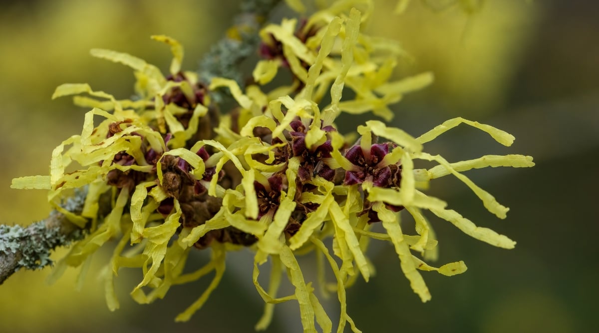 11 Witch Hazel Varieties for Your Landscape