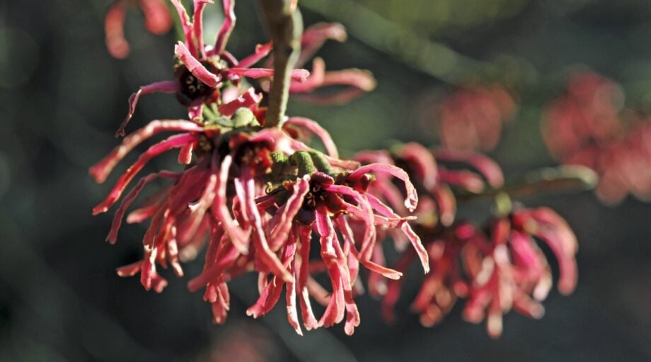11 Witch Hazel Varieties for Your Landscape