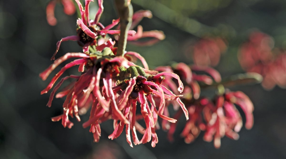 11 Witch Hazel Varieties for Your Landscape