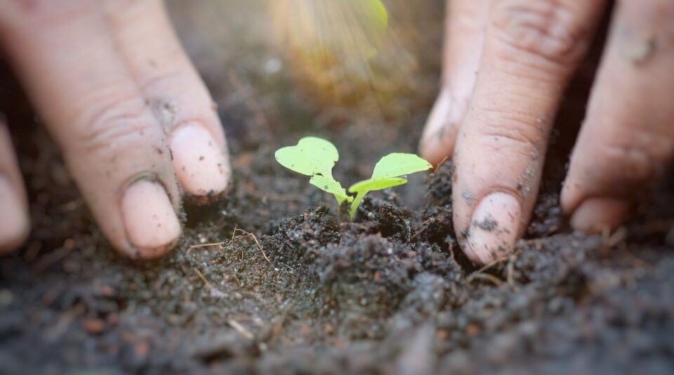 How to Plant & Grow a Wildflower Garden from Seed