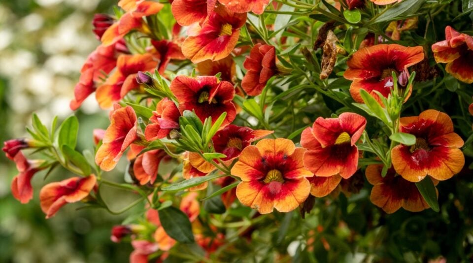 19 Gorgeous Varieties of Calibrachoa (Million Bells)