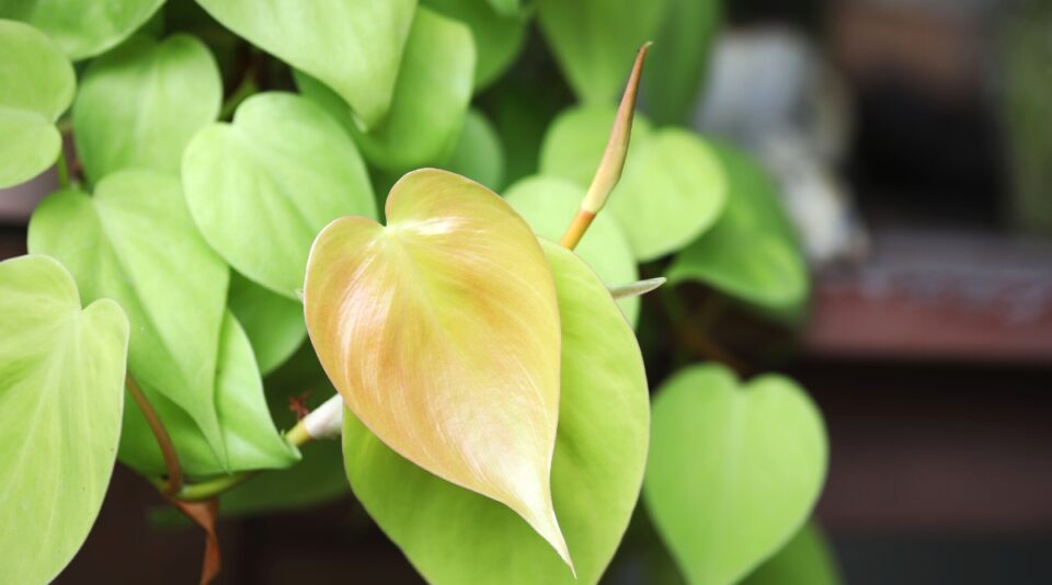21 Neon Houseplants for a Bright Indoor Garden