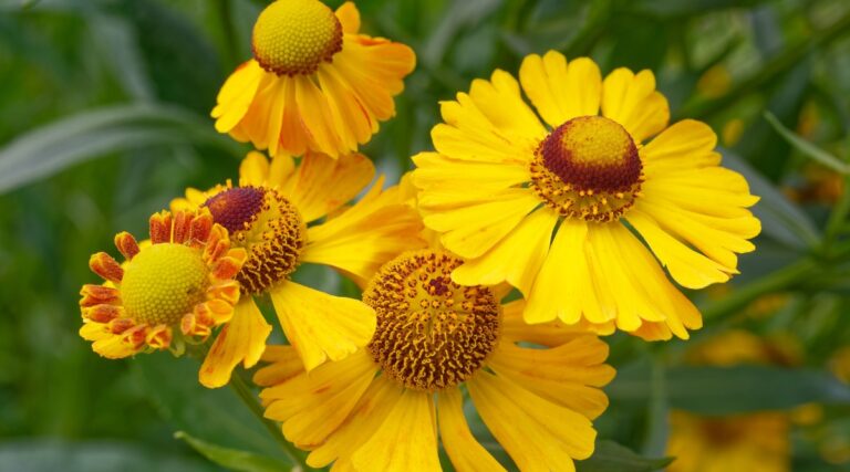15 Plants That Benefit from The Chelsea Chop