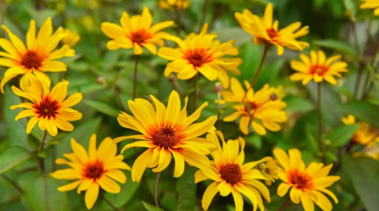 21 Cold-Hardy Wildflowers for Gardeners in Cold Climates