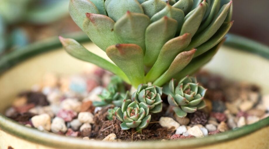 How to Divide Succulents in 6 Easy Steps
