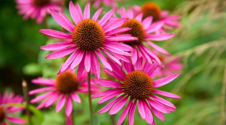 15 Plants That Benefit from The Chelsea Chop