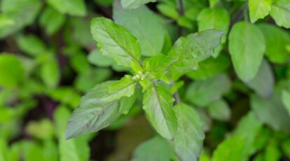 19 Types of Flavorful Basil for Your Garden