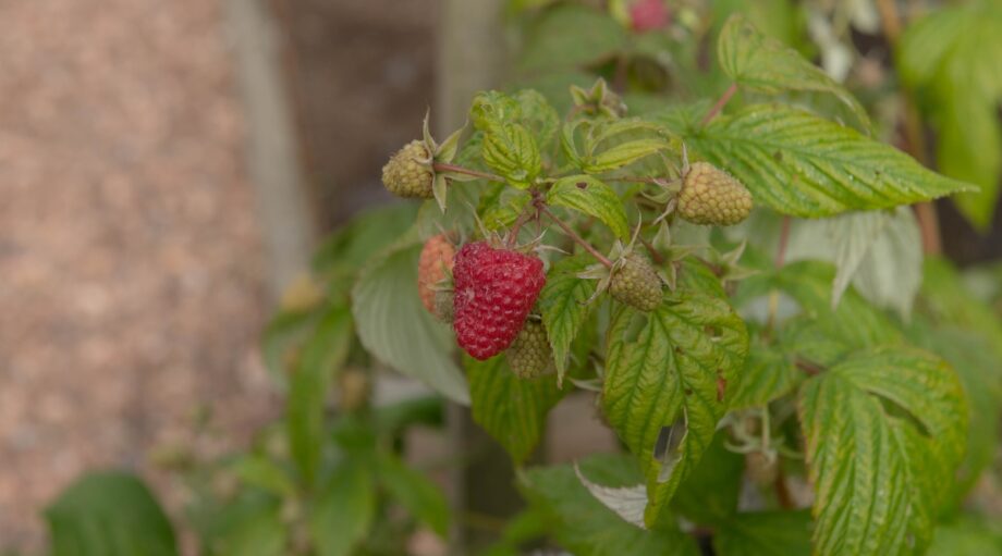 21 Best Raspberry Varieties For Home Gardens
