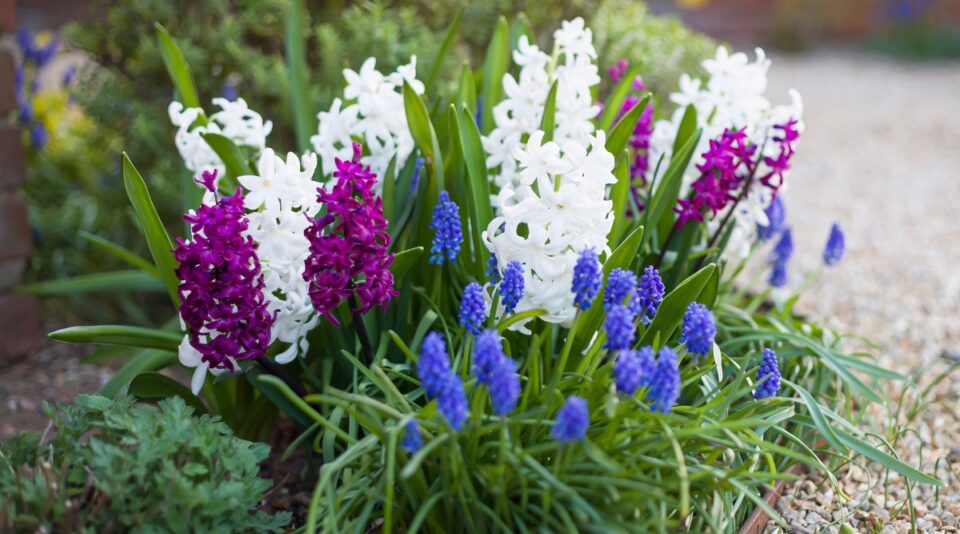 How to Start a Flower Garden From Scratch: 7 Expert Tips