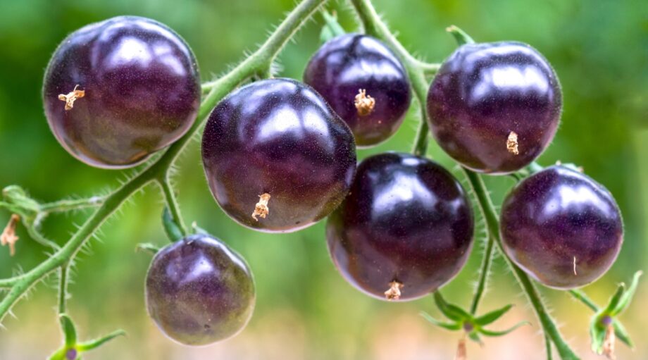 15 Disease-Resistant Tomato Varieties For Your Garden