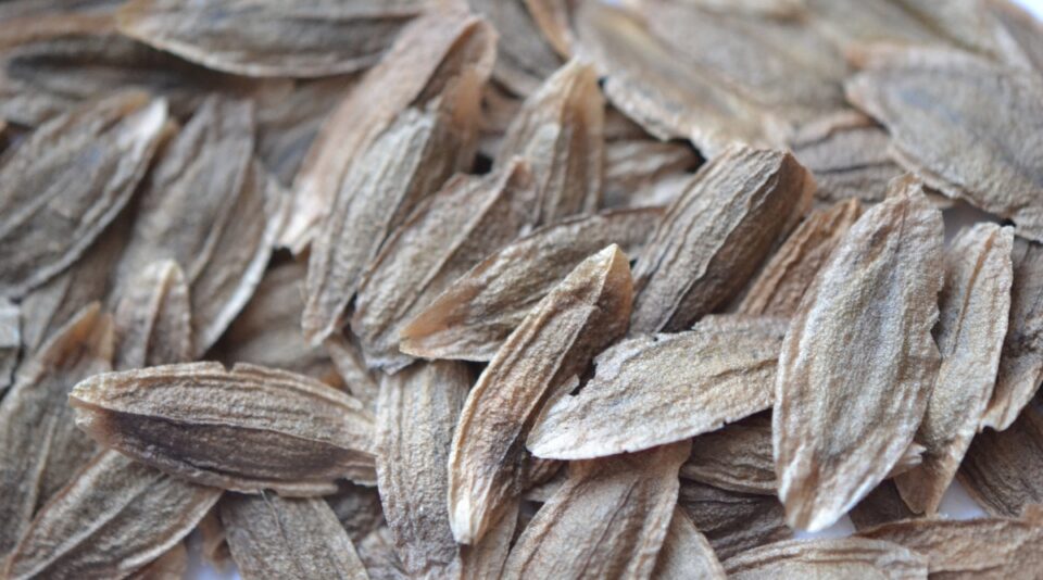How to Collect and Grow Lilac Seeds in 7 Simple Steps