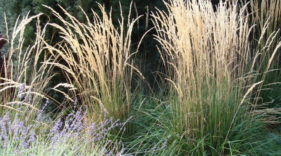 21 Best Ornamental Grasses for Full Sun