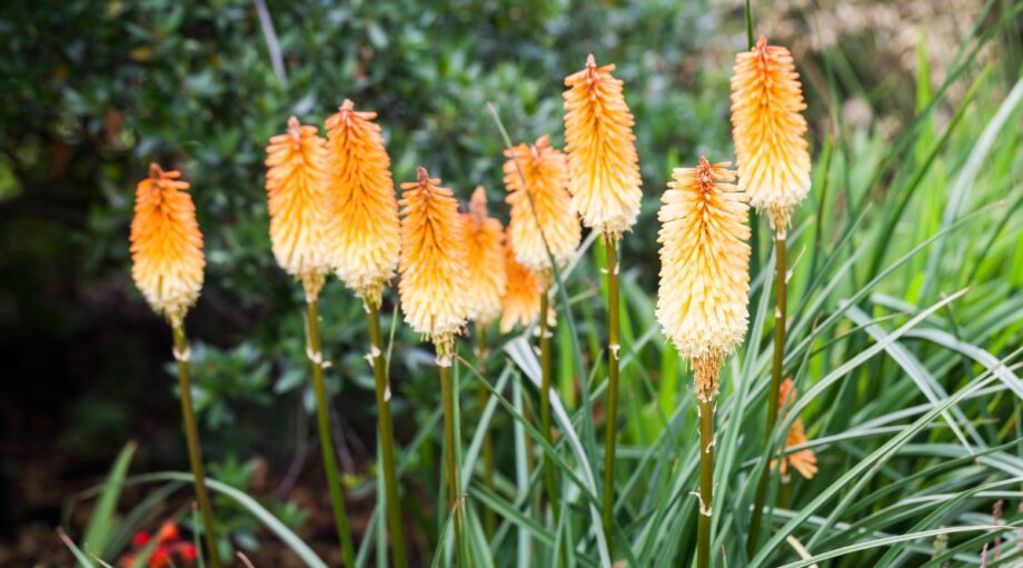 How to Plant, Grow, and Care for Red Hot Poker Plants