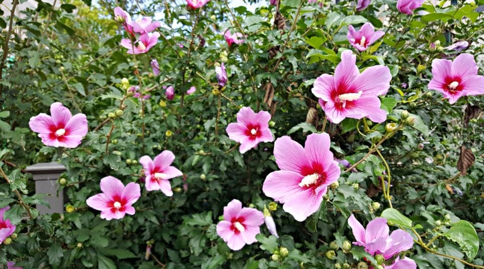 How to Plant, Grow, and Care for Rose of Sharon