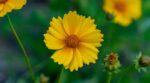 21 Cold-Hardy Wildflowers for Gardeners in Cold Climates