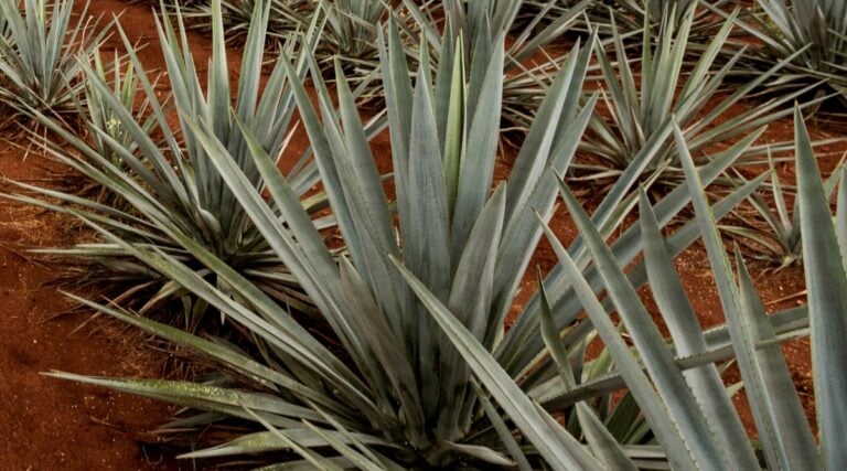 How to Plant, Grow, and Care for Agave Plants