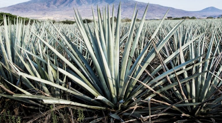 How to Plant, Grow, and Care for Agave Plants