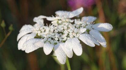 How to Plant, Grow, and Care for Orlaya
