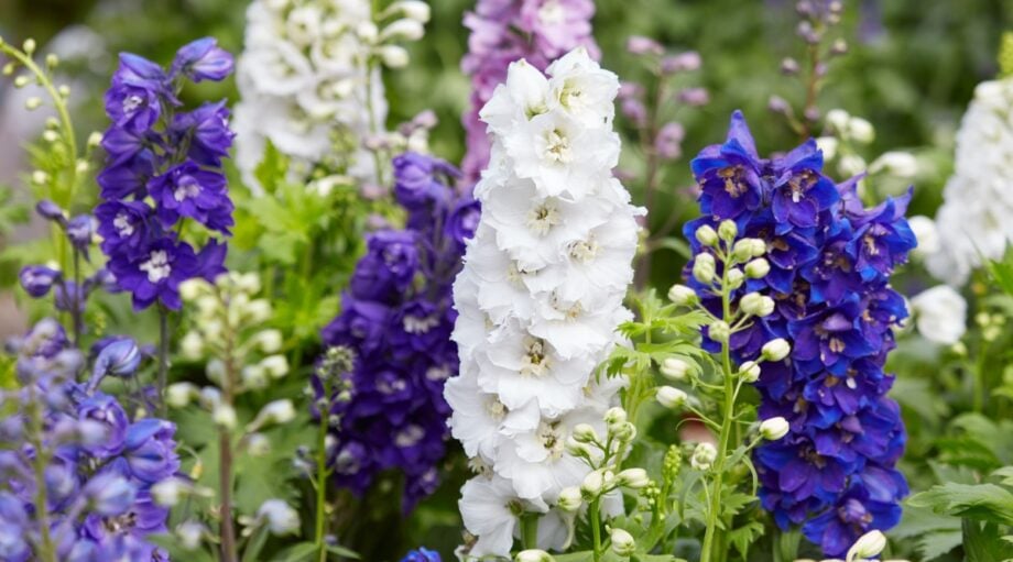 31 Spring Wildflowers You Can Grow From Seed