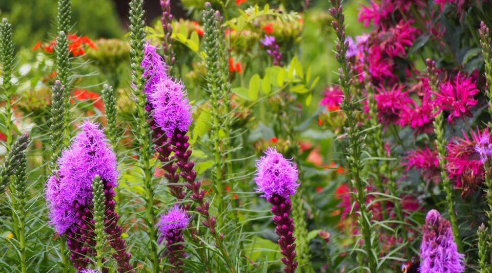 9 Varieties of Blazing Star for Your Native Garden