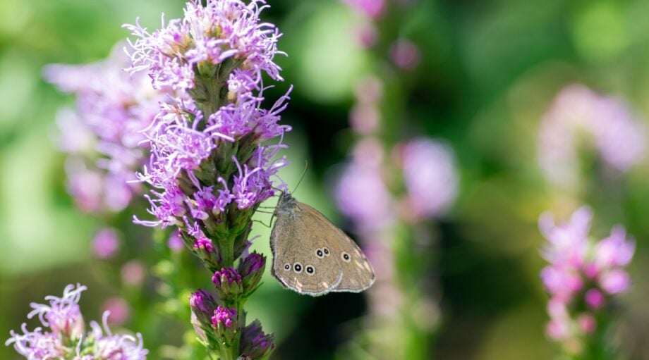 9 Varieties of Blazing Star for Your Native Garden