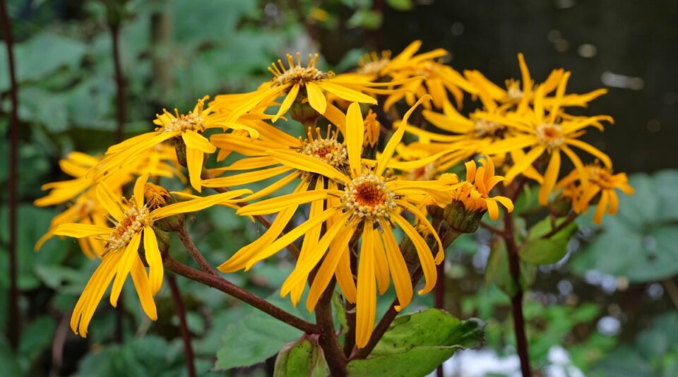 20 Gorgeous Wildflowers for Shade Gardens