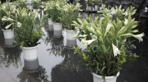 How to Plant, Grow, and Care for Easter Lilies