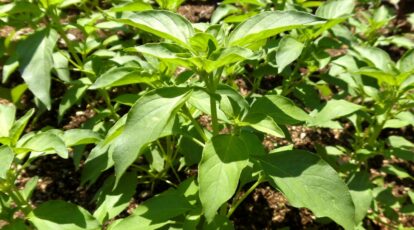 19 Types of Flavorful Basil for Your Garden