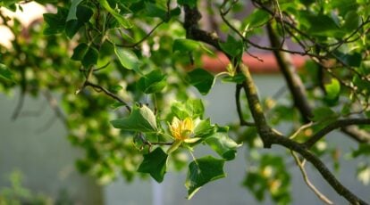 How to Plant, Grow, and Care for Tulip Trees