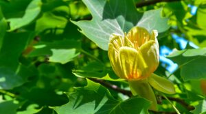 How to Plant, Grow, and Care for Tulip Trees