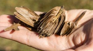 How to Plant, Grow, and Care for Tulip Trees