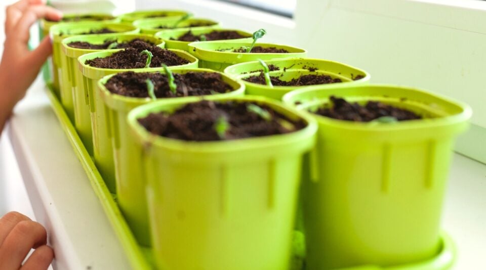 How to Collect and Grow Lilac Seeds in 7 Simple Steps