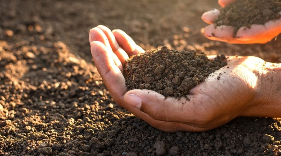 How to Identify Your Soil Type: Sand, Clay, Loam, and Silt Soils