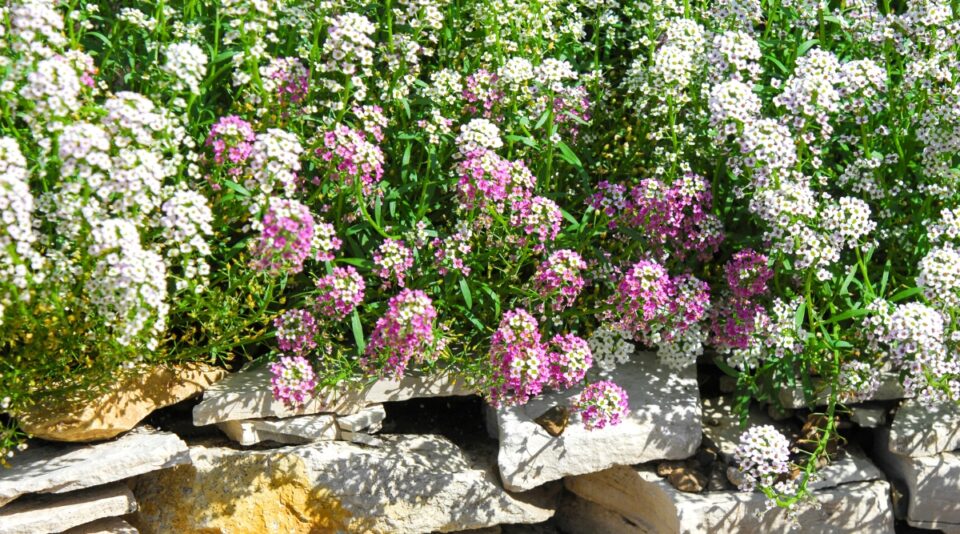 How to Plant, Grow, and Care for 'Rosie O'Day' Sweet Alyssum