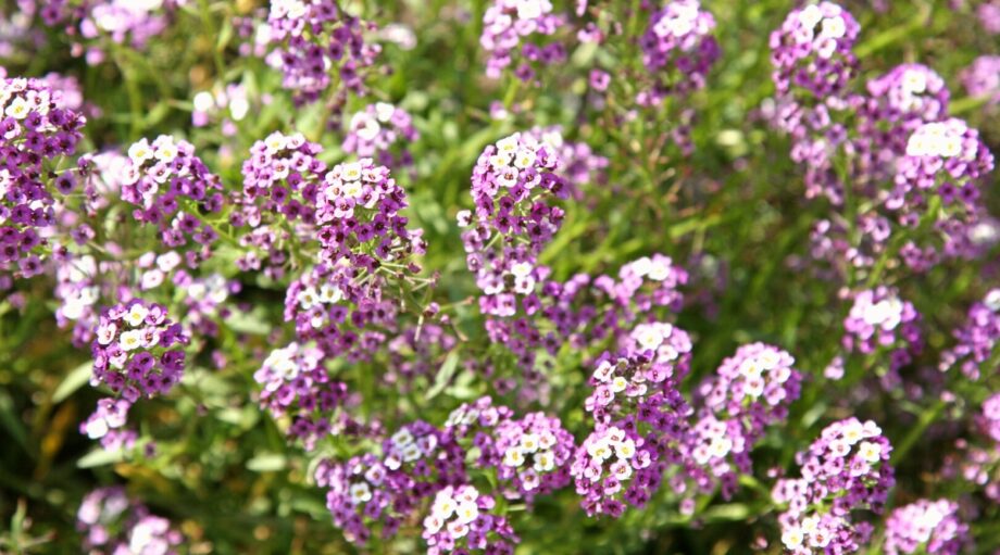 How to Plant, Grow, and Care for 'Rosie O'Day' Sweet Alyssum