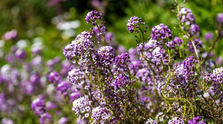 How to Plant, Grow, and Care for 'Oriental Nights' Sweet Alyssum