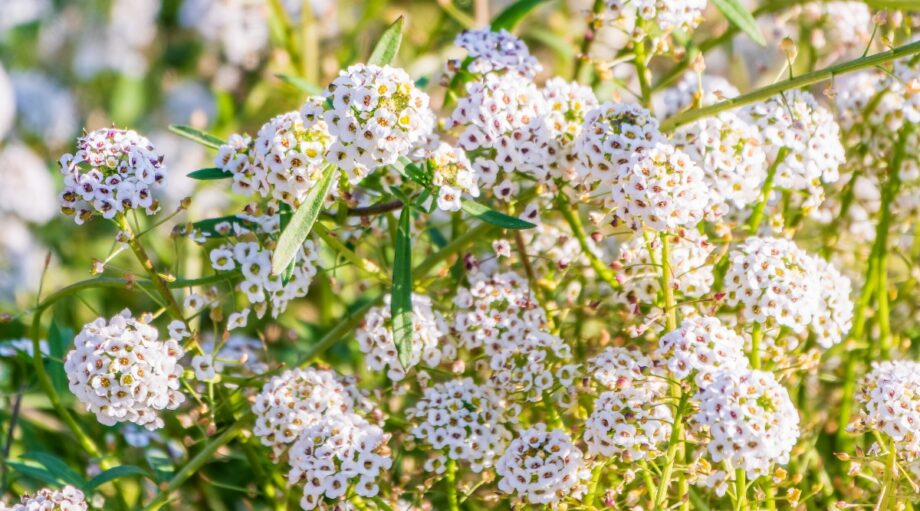 How to Plant, Grow, and Care for Tiny Tim' Sweet Alyssum