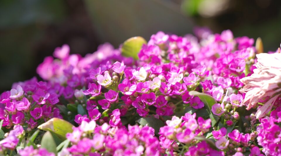 How to Plant, Grow, and Care for 'Rosie O'Day' Sweet Alyssum